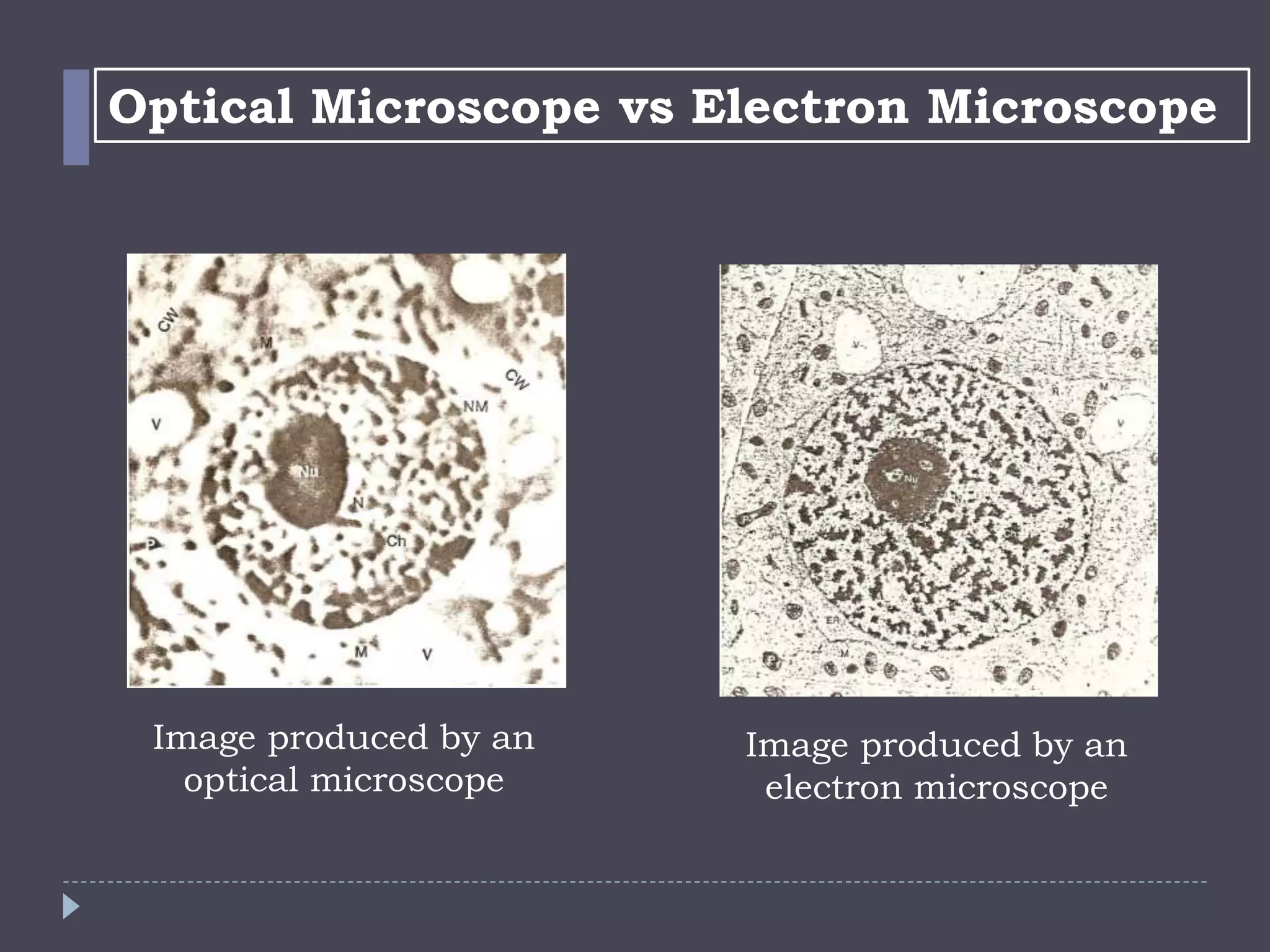 Microscope | PPTX