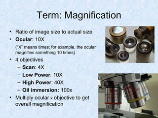 Microscope Biology I Lab | PPT