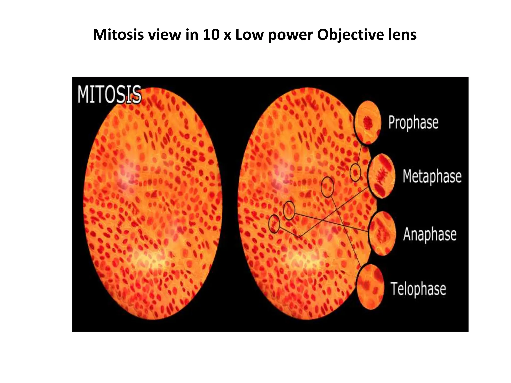 MICROSCOPE USES- TYPES- SIMPLE MICROSCOPE AND COMPOUND MICROSCOPE | PPT