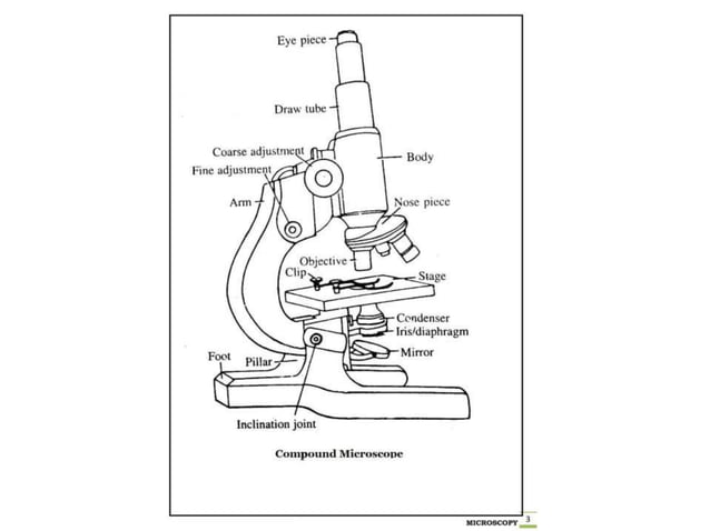 MICROSCOPE USES- TYPES- SIMPLE MICROSCOPE AND COMPOUND MICROSCOPE | PPT