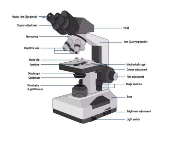 MICROSCOPE USES- TYPES- SIMPLE MICROSCOPE AND COMPOUND MICROSCOPE | PPT