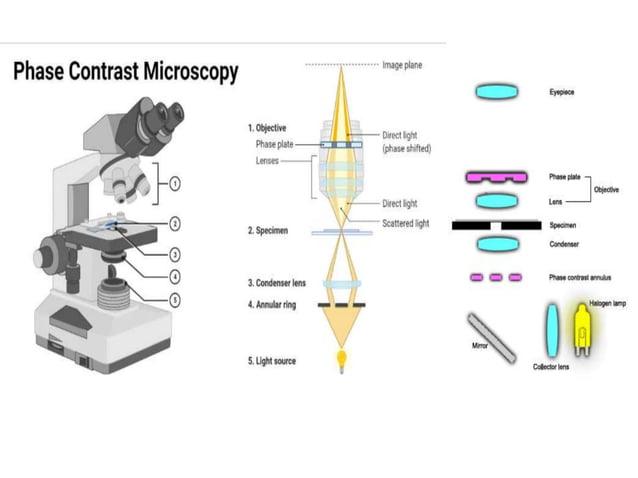 MICROSCOPE USES- TYPES- SIMPLE MICROSCOPE AND COMPOUND MICROSCOPE | PPT