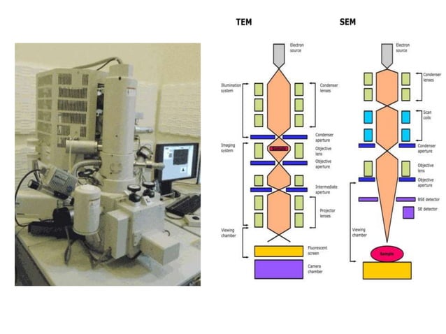 MICROSCOPE USES- TYPES- SIMPLE MICROSCOPE AND COMPOUND MICROSCOPE | PPT