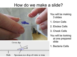Microscope work for AP Biology students | PPTX | Biological Sciences ...