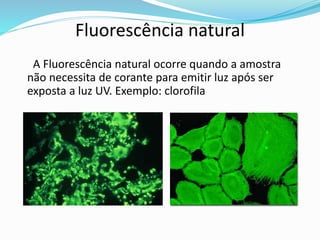 Microscopia de ultravioleta e fluorescência | PPTX