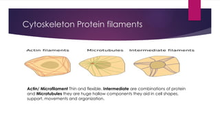 Microscopic Anatomy modulejjjiuuuuujiiiu | PPTX