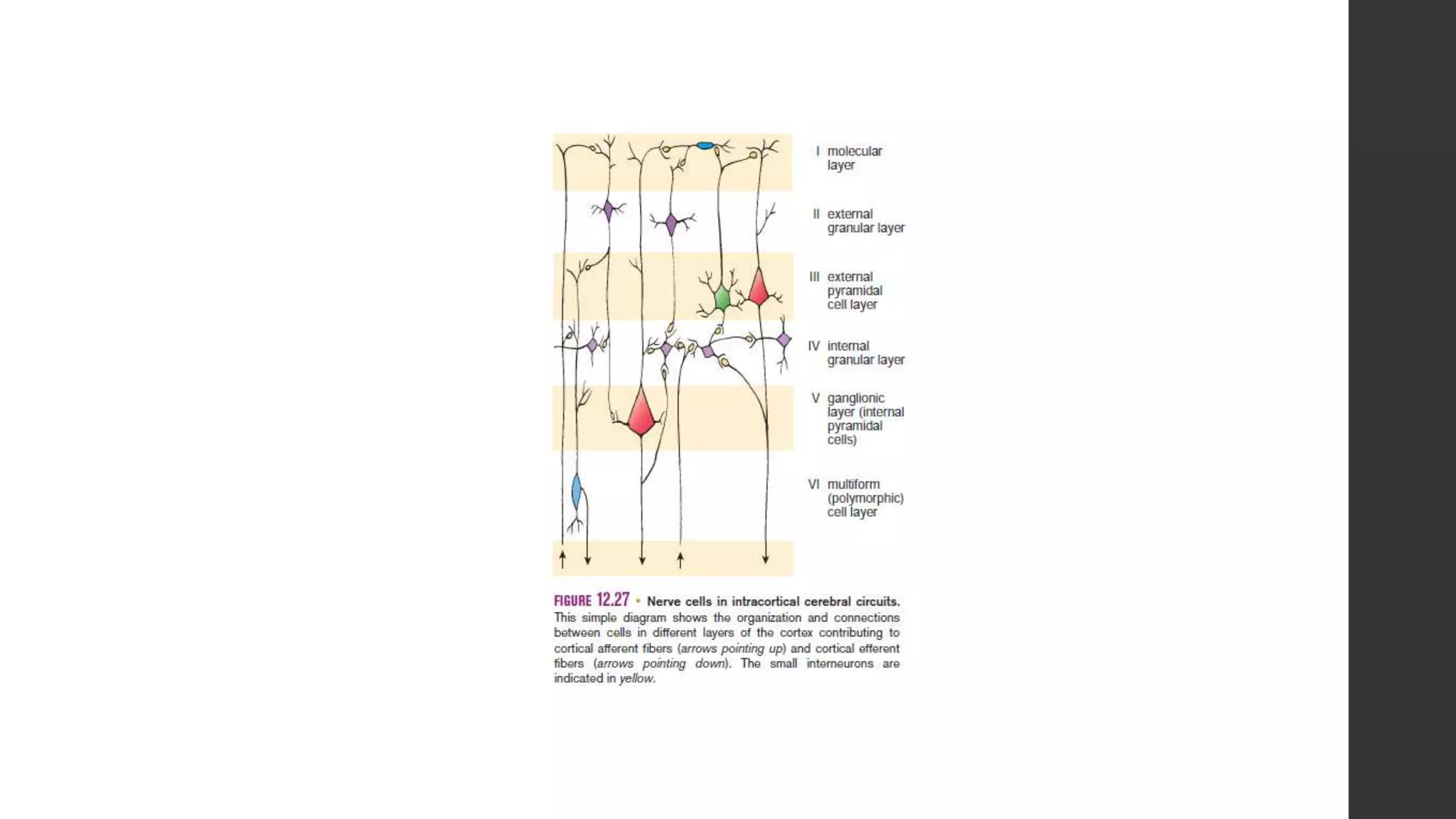 Microscopic anatomy of cerebral cortex | PPTX
