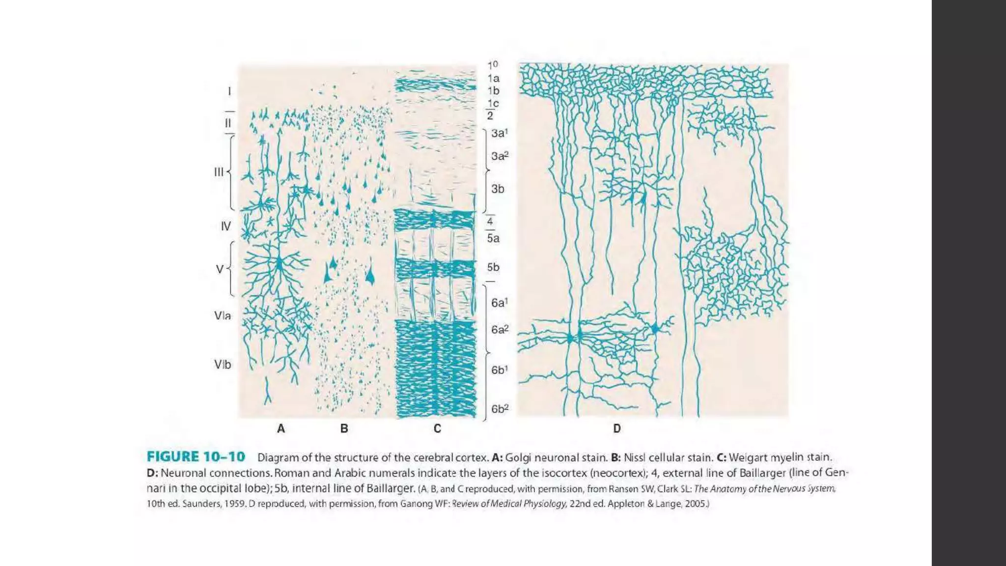 Microscopic anatomy of cerebral cortex | PPTX