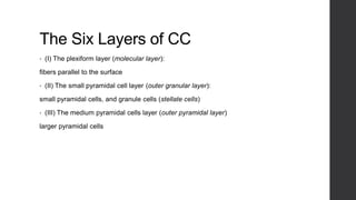 Microscopic anatomy of cerebral cortex | PPTX