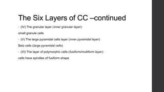 Microscopic anatomy of cerebral cortex | PPTX | Brain and Nervous ...