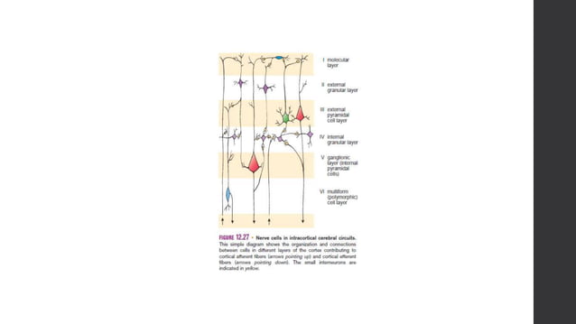 Microscopic anatomy of cerebral cortex | PPTX | Brain and Nervous System Disorders | Diseases ...