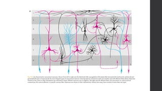 Microscopic anatomy of cerebral cortex | PPTX
