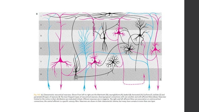 Microscopic anatomy of cerebral cortex | PPTX | Brain and Nervous ...