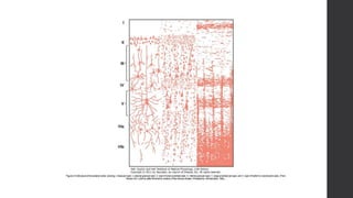 Microscopic anatomy of cerebral cortex | PPTX