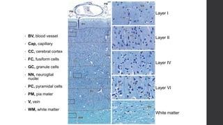 Microscopic anatomy of cerebral cortex | PPTX