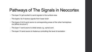 Microscopic anatomy of cerebral cortex | PPTX
