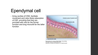 Microscopic anatomy of cerebral cortex | PPTX