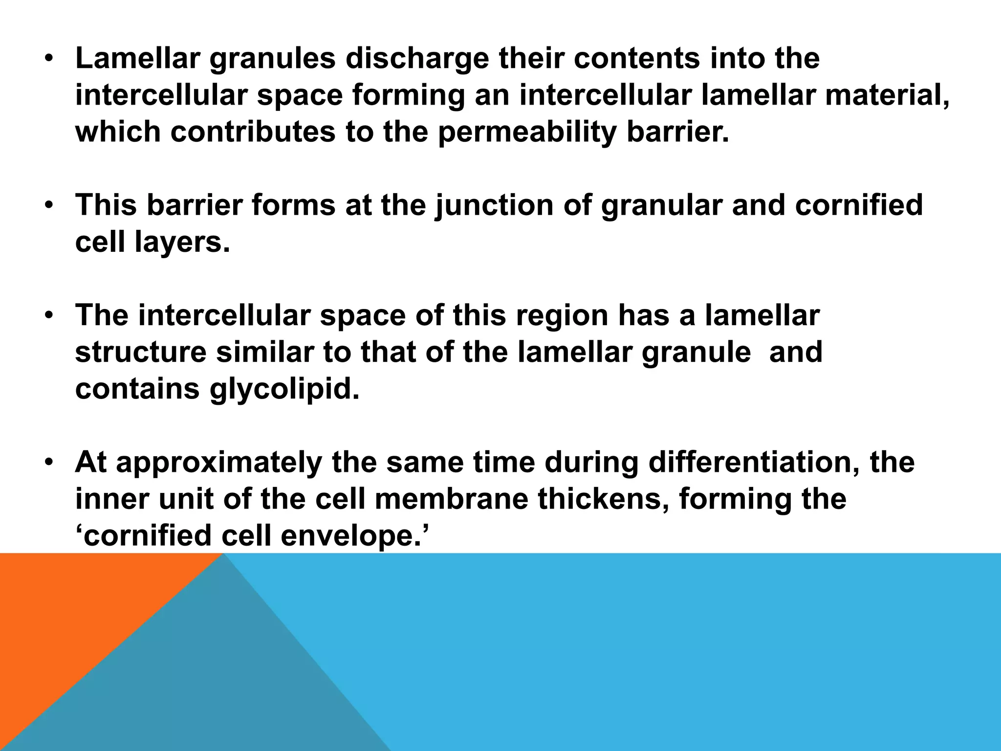 Microscopic anatomy of gingival epithelium | PPTX