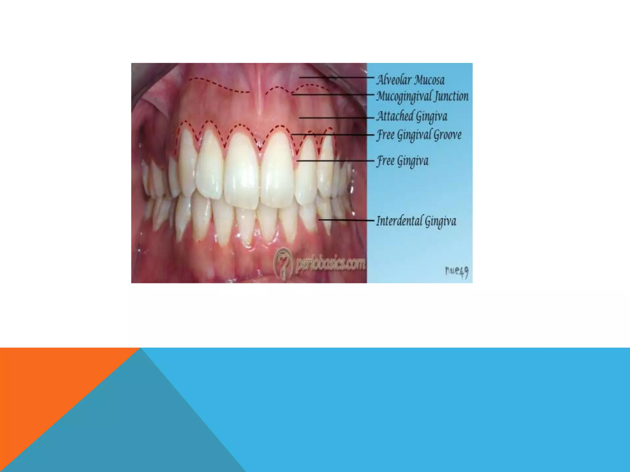 Microscopic anatomy of gingival epithelium | PPTX