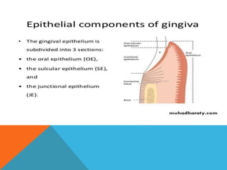 Microscopic anatomy of gingival epithelium | PPTX
