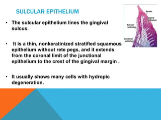 Microscopic anatomy of gingival epithelium | PPTX