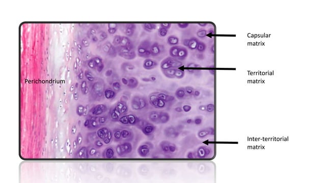 Microscopic anatomy of Hyaline cartilage | PPTX
