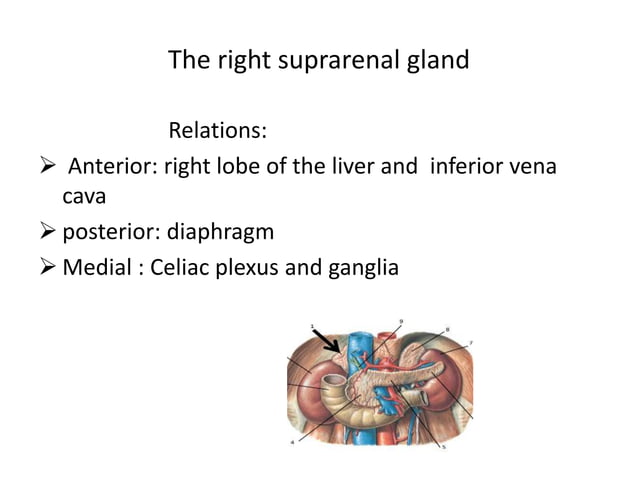 microscopic and gross anatomy of Supra renal.pptx
