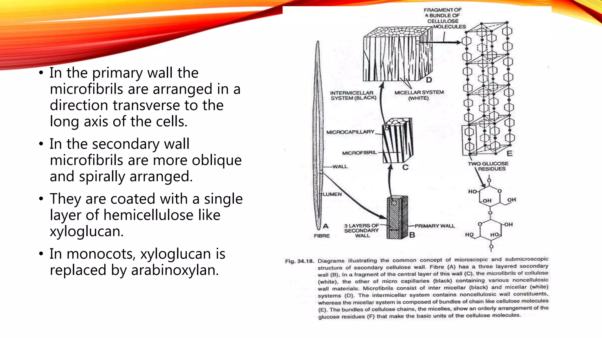 Microscopic and sub microscopic structure of cell wall | PPTX