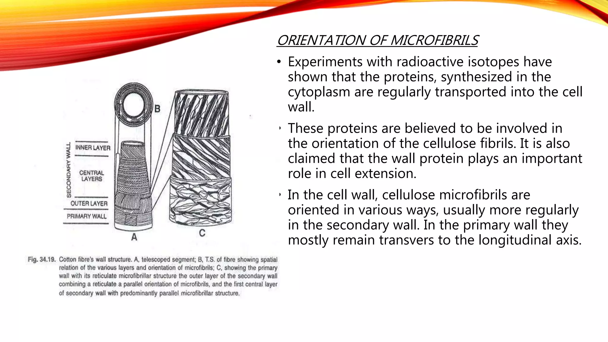 Microscopic and sub microscopic structure of cell wall | PPTX