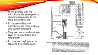 Microscopic and sub microscopic structure of cell wall | PPTX