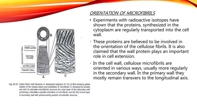 Microscopic and sub microscopic structure of cell wall | PPTX