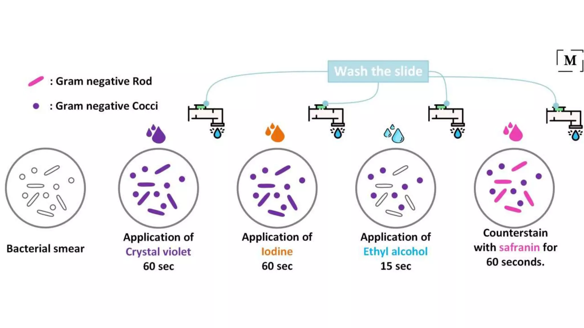 Microscopic examination of bacteria.pptx