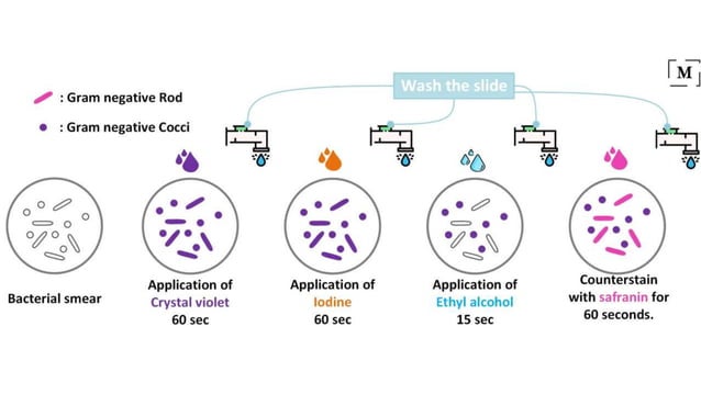 Microscopic examination of bacteria.pptx