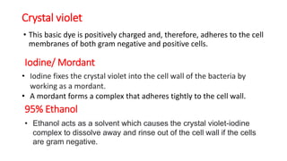 Microscopic examination of bacteria.pptx