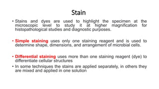 Microscopic examination of bacteria.pptx