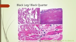 Microscopic examination of blood by MUHAMMAD ASHIR | PPTX