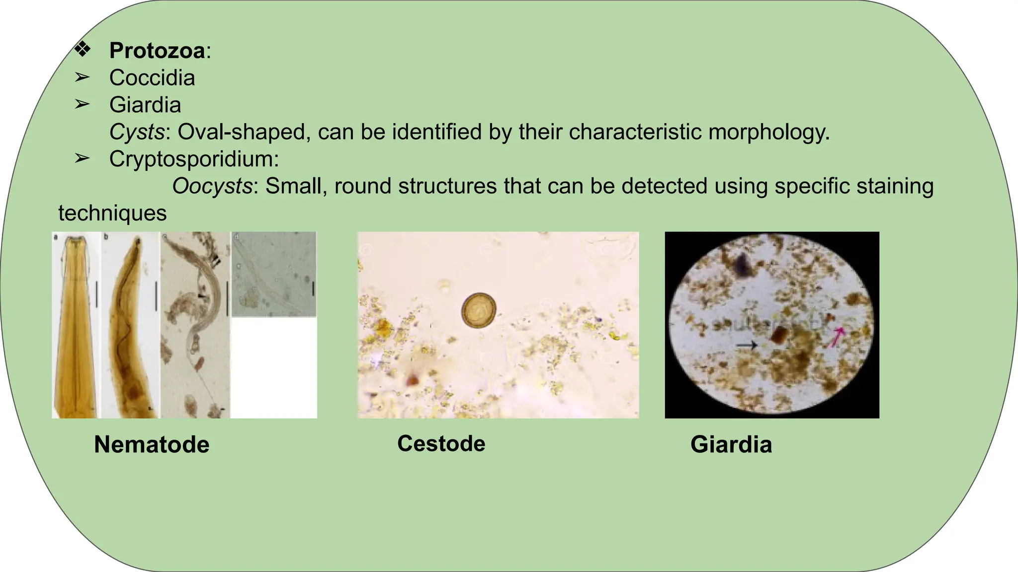 Microscopic Examination of Faeces of animals.pptx