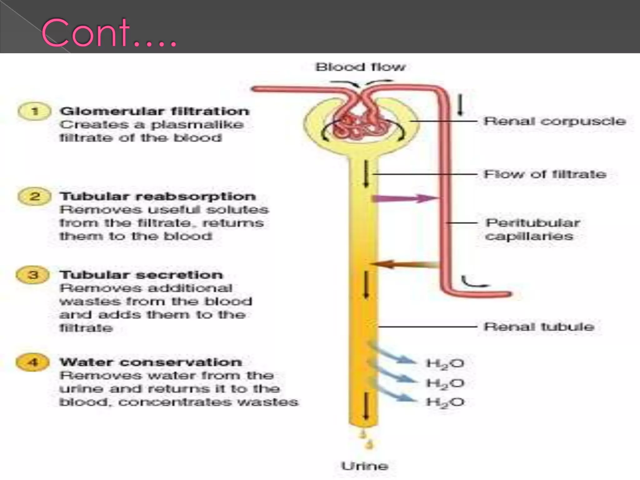 Microscopic examination of urine | PPTX