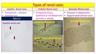 Microscopic examination of urine | PDF