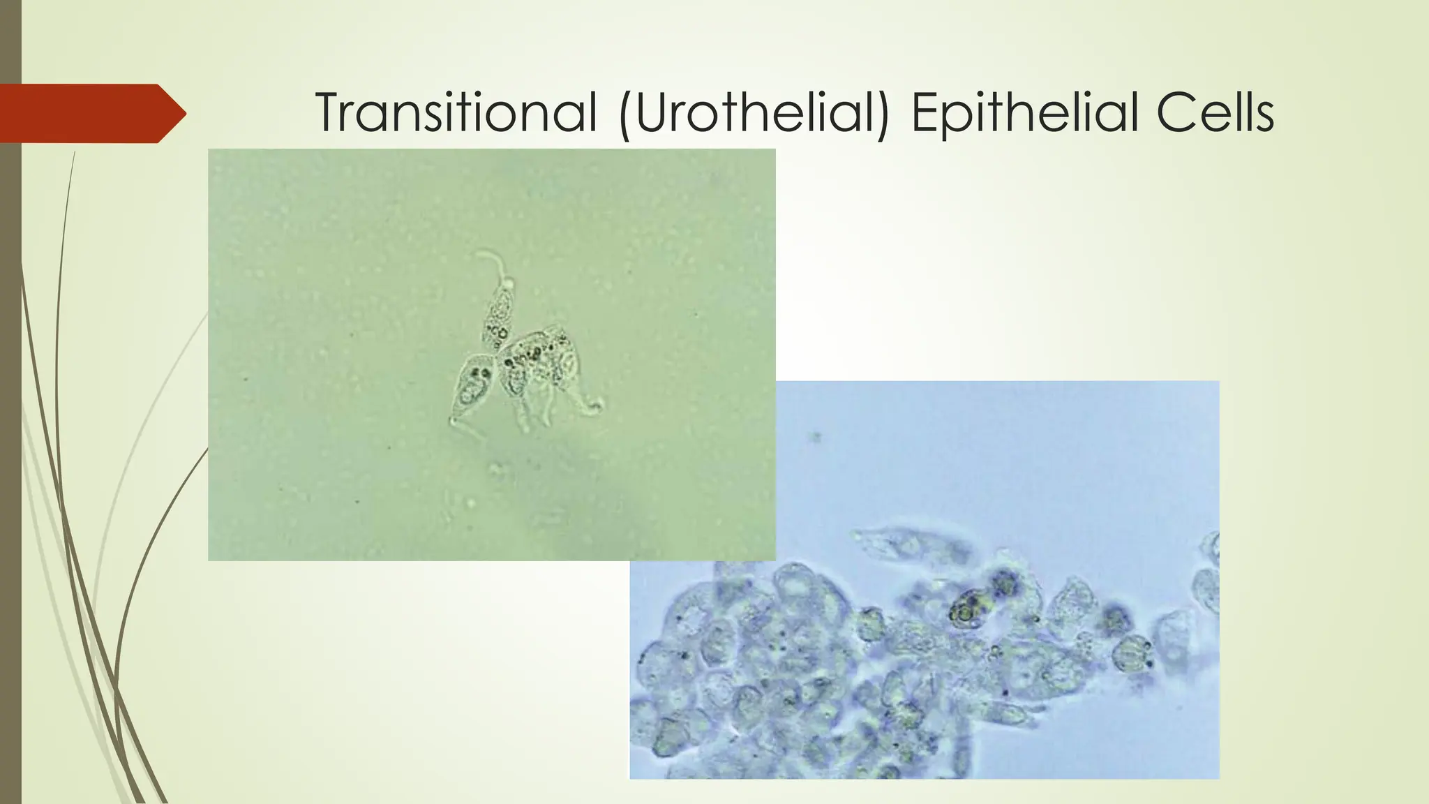 Microscopic_Examination_of_Urine_pdf.pdf