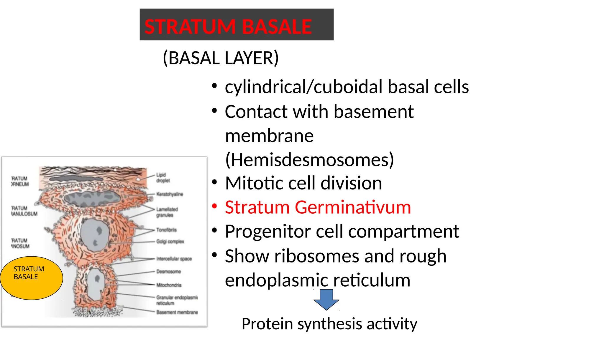Anatomy of Microscopic features of gingiva.pptx