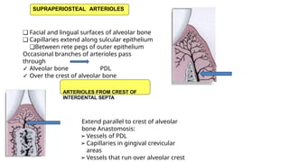 Anatomy of Microscopic features of gingiva.pptx