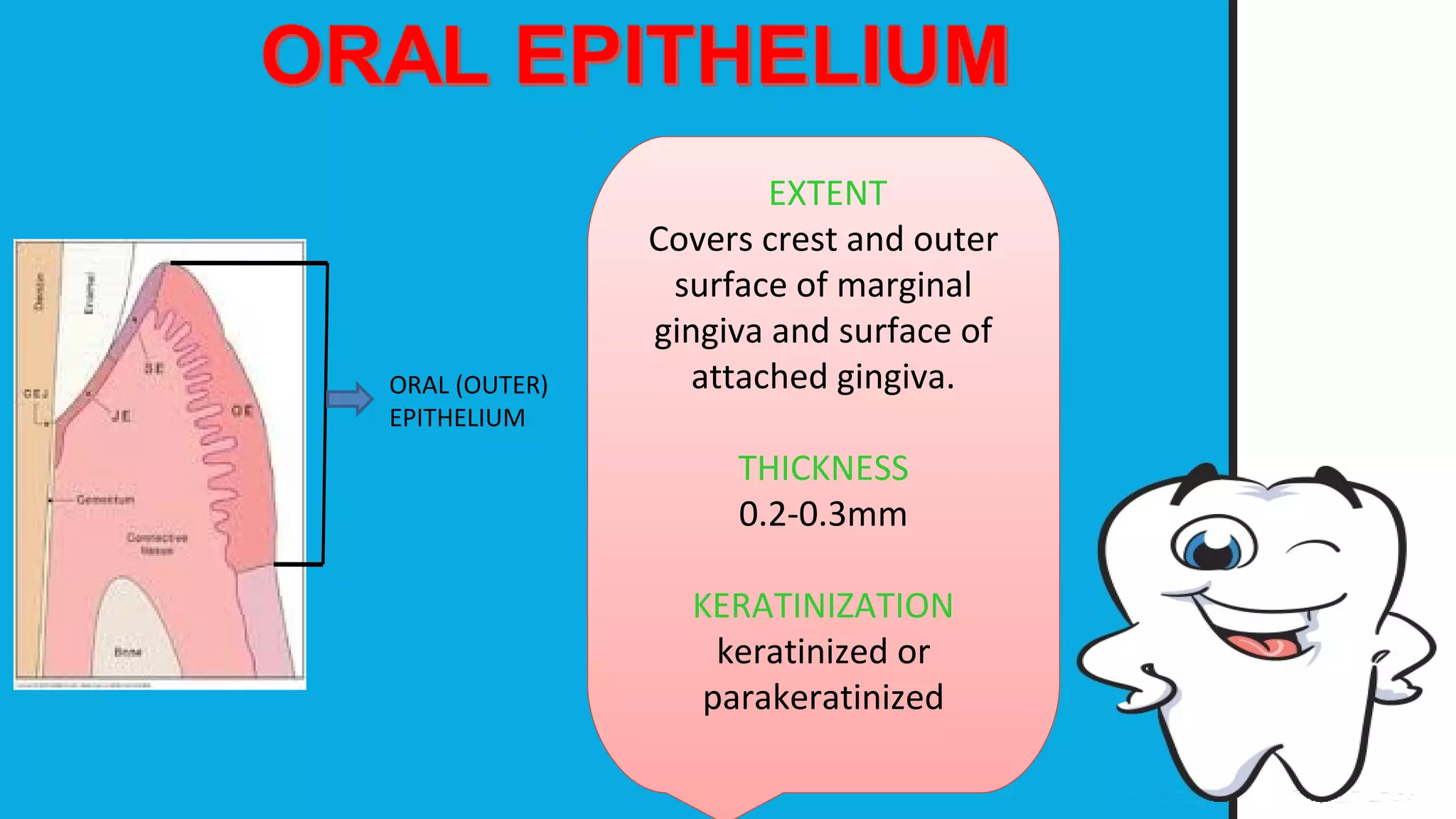Microscopic features of Gingiva by DR SUHANI GOEL | PPT