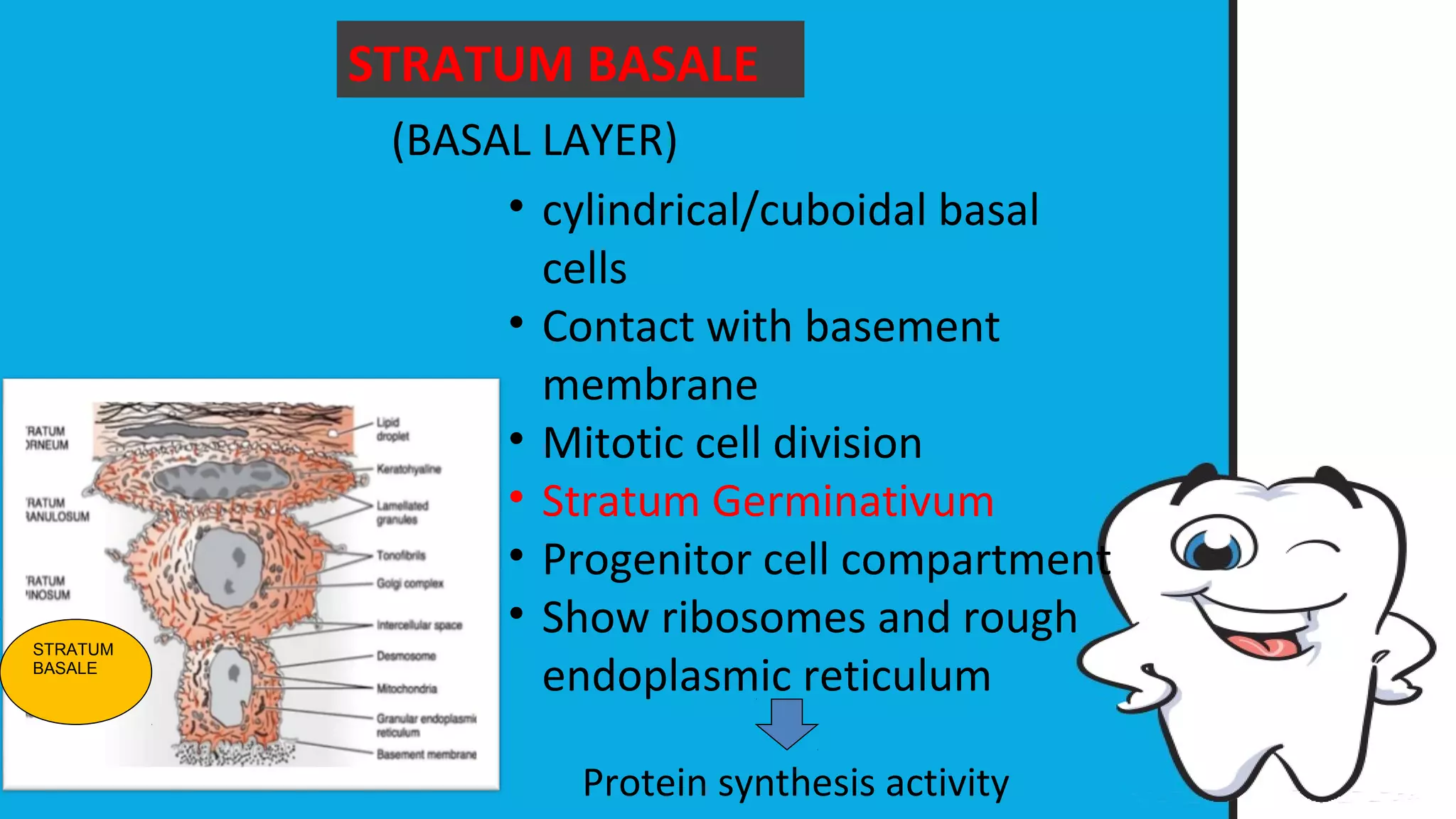 Microscopic features of Gingiva by DR SUHANI GOEL | PPT