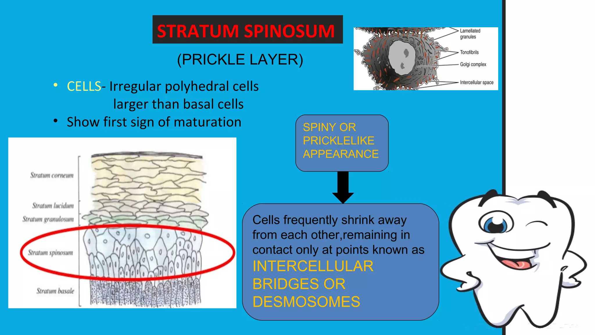 Microscopic features of Gingiva by DR SUHANI GOEL | PPT