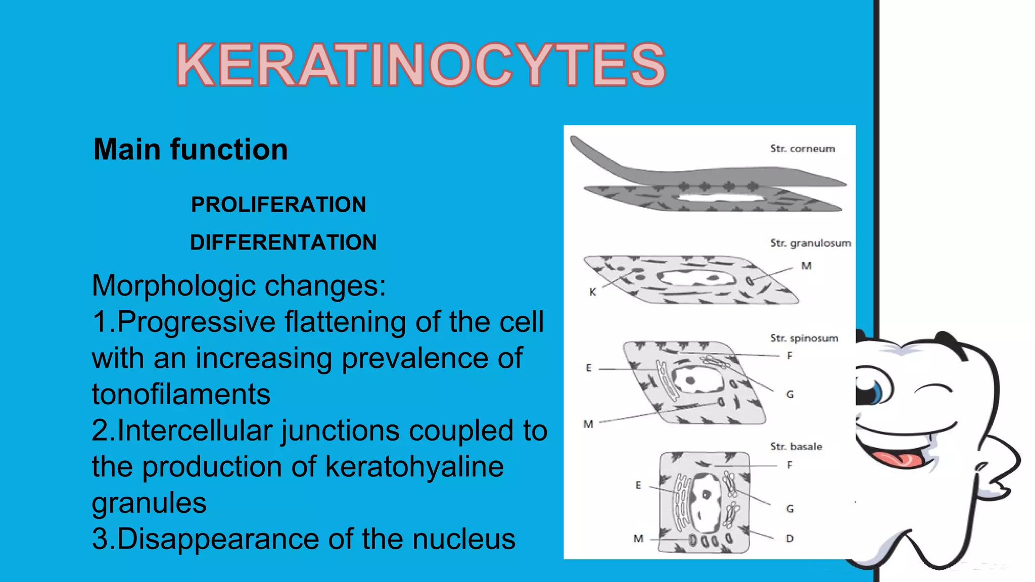 Microscopic features of Gingiva by DR SUHANI GOEL | PPT