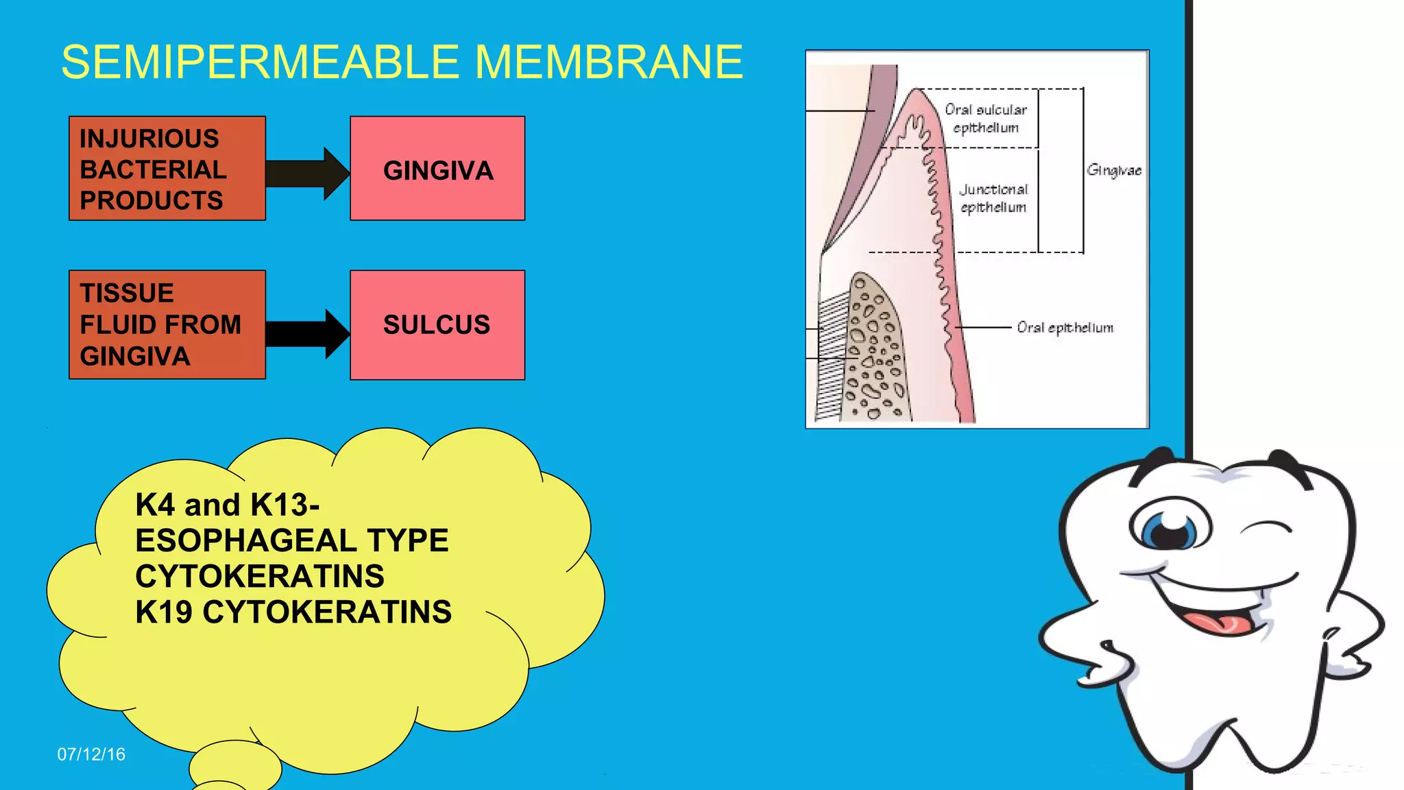 Microscopic features of Gingiva by DR SUHANI GOEL | PPT