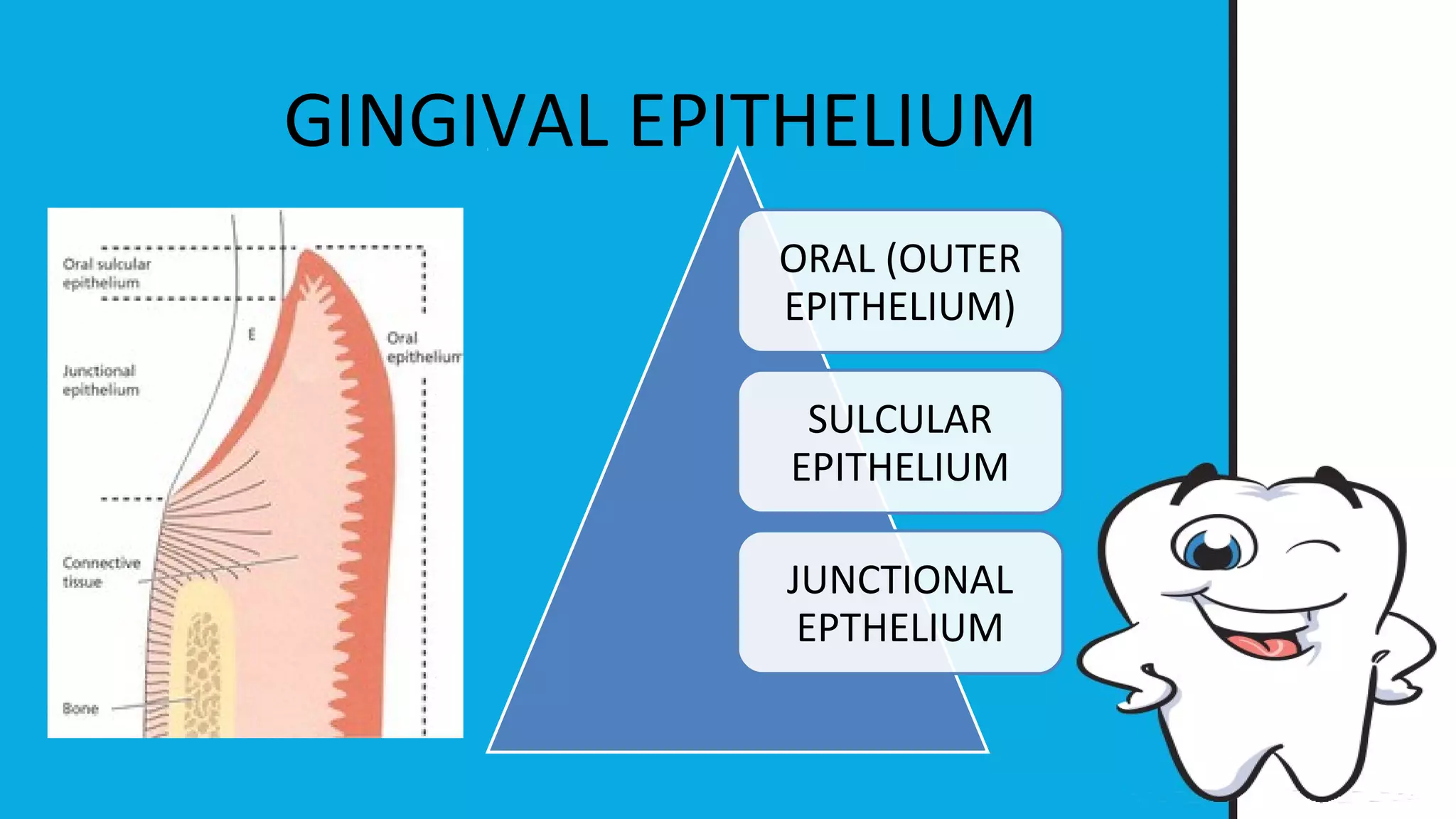 Microscopic features of Gingiva by DR SUHANI GOEL | PPT