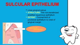 Microscopic features of Gingiva by DR SUHANI GOEL | PPT