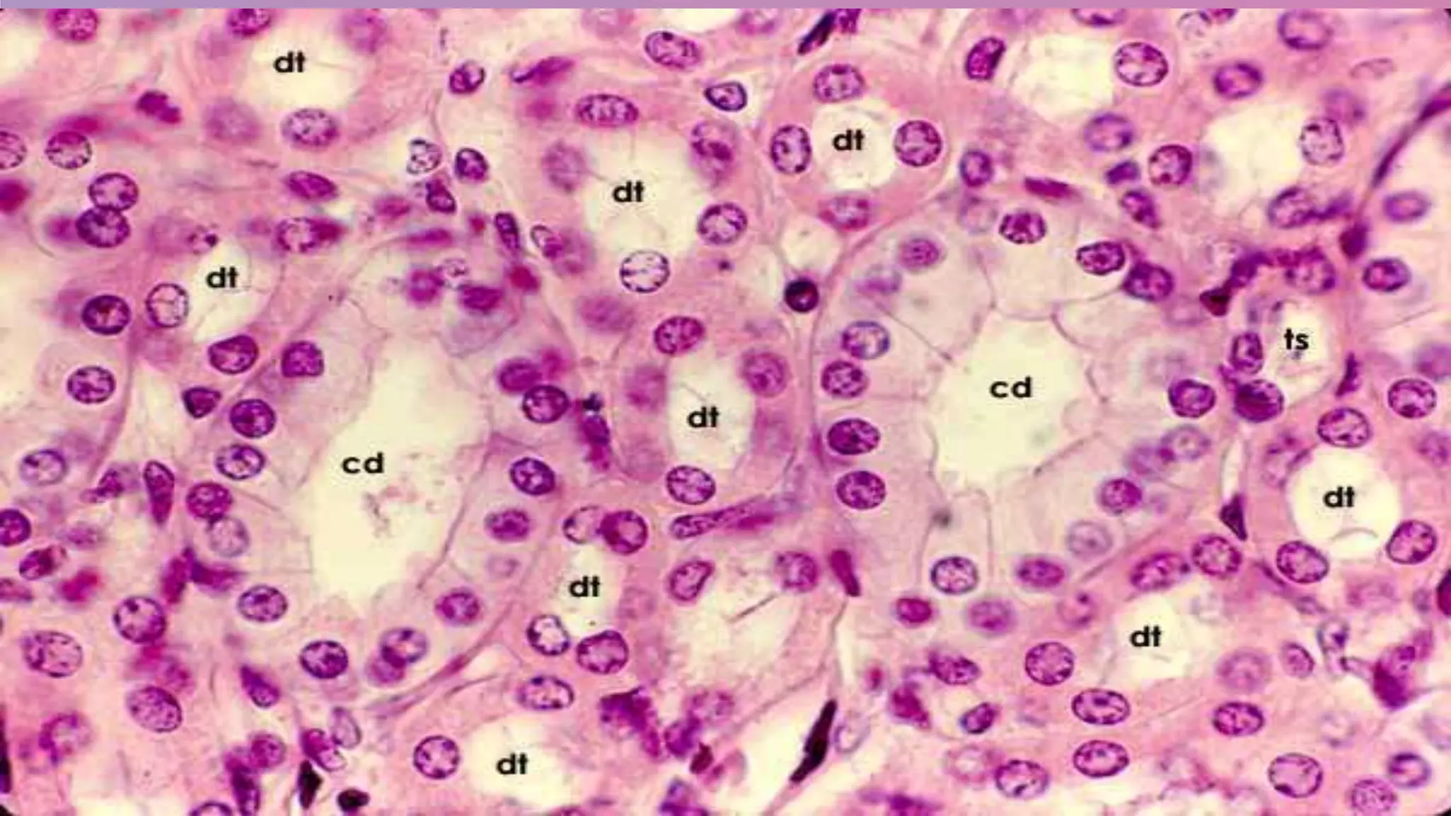 MICROSCOPIC FEATURES OF NEPHRONS-UPDATED.pptx